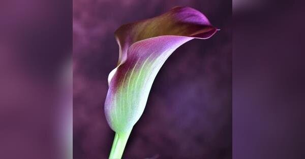 Janet Sue Hanes Obituary - Visitation & Funeral Information