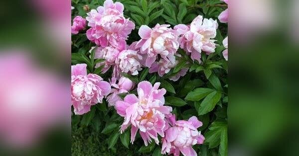 Tribute Wall | Judith Ann Fowler (Lebanon)