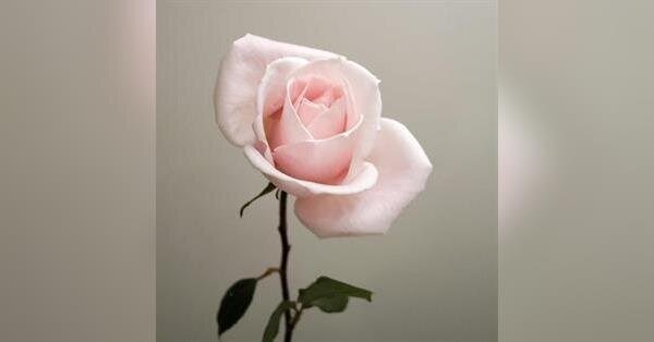 Tribute Wall | Patsy Ruth Johnson